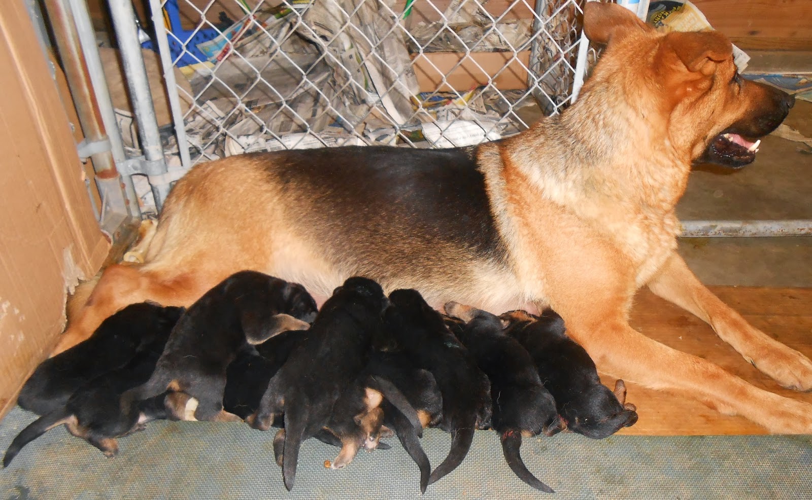 Smiling German Shepherds: One Week Old