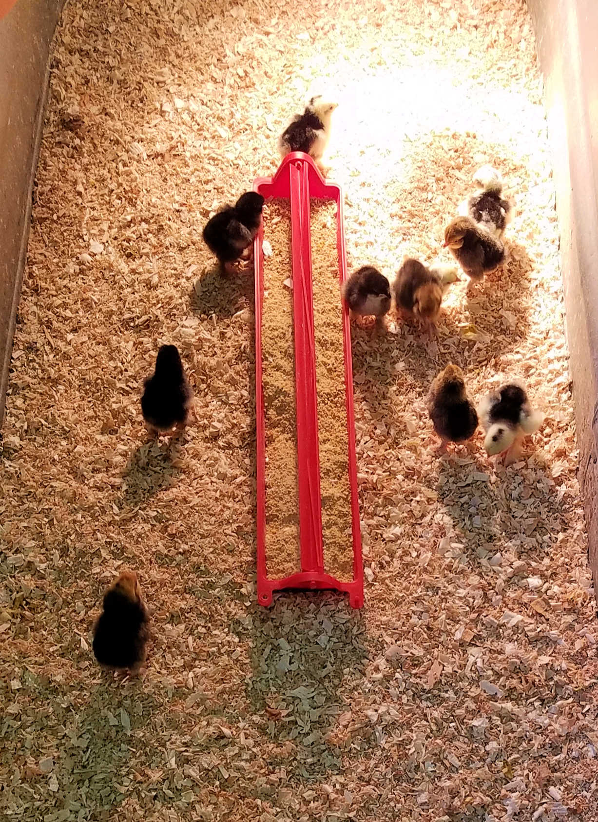 What to Look for When Choosing Baby Chicks - Fresh Eggs Daily® with ...