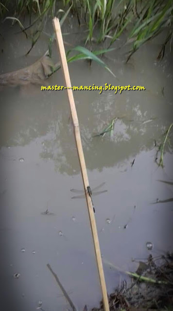 Master mancing: Mancing Lele Lembat (Lele Akar) Hidup di Rawa Dan Sungai