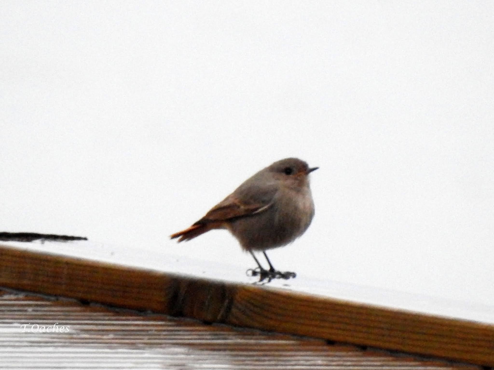 PASARI DIN ROMANIA: CODROS DE MUNTE (2), Phoenicurus ochruros