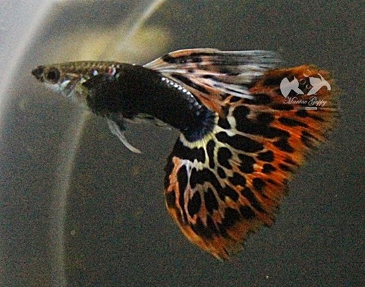 Guppy HB Red Mosaic | All About Guppy in The World