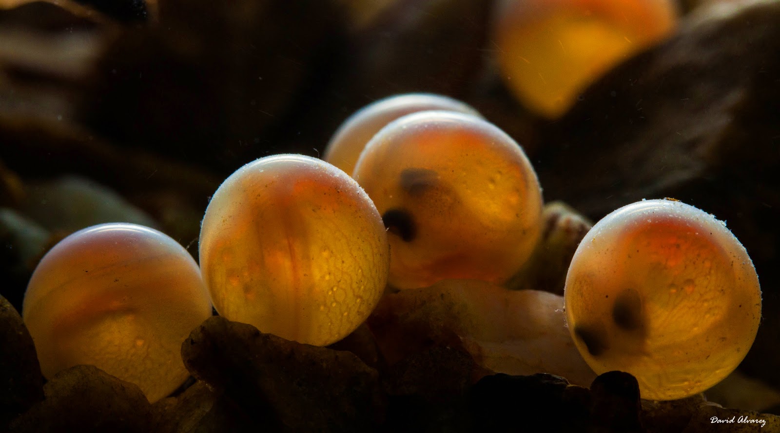 Naturaleza Cantábrica: El nacimiento del salmón