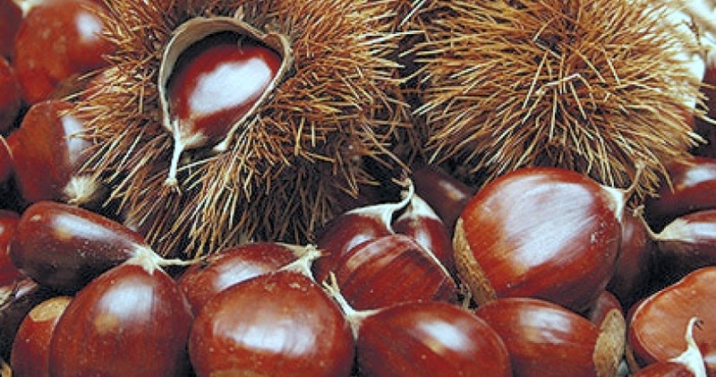 O FRUTO DO CASTANHEIRO