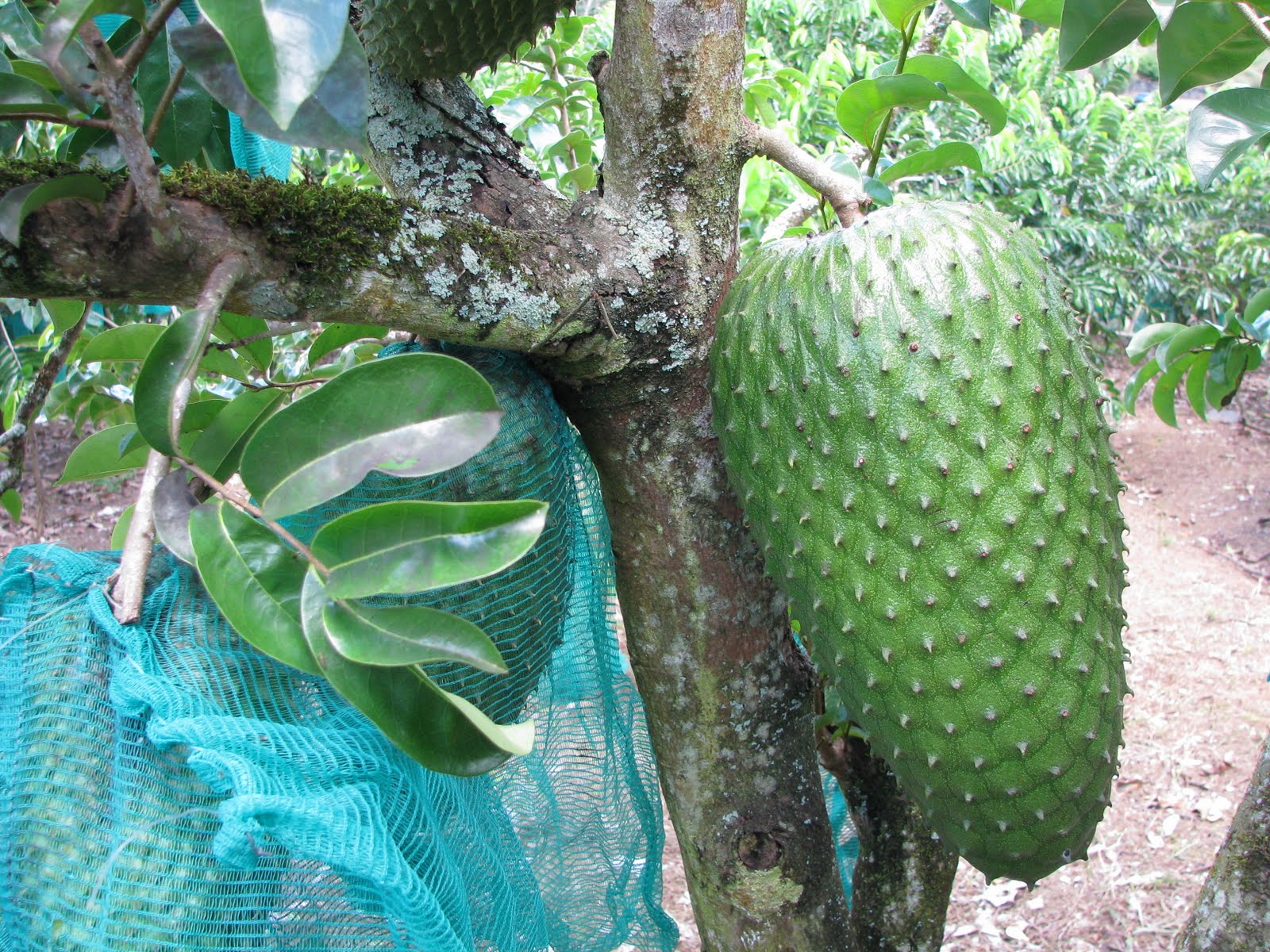 Graviola: The Miraculous Graviola Tree