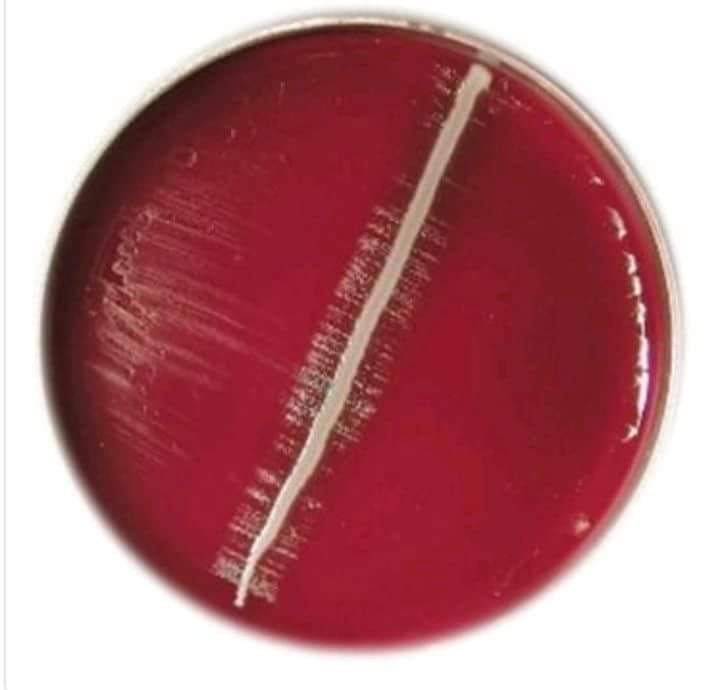 Haemophilus Influenzae Satellitism
