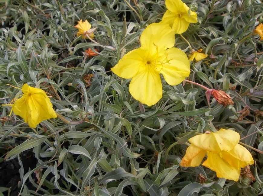 Future Plants by Randy Stewart: Sundrops and Evening Primrose