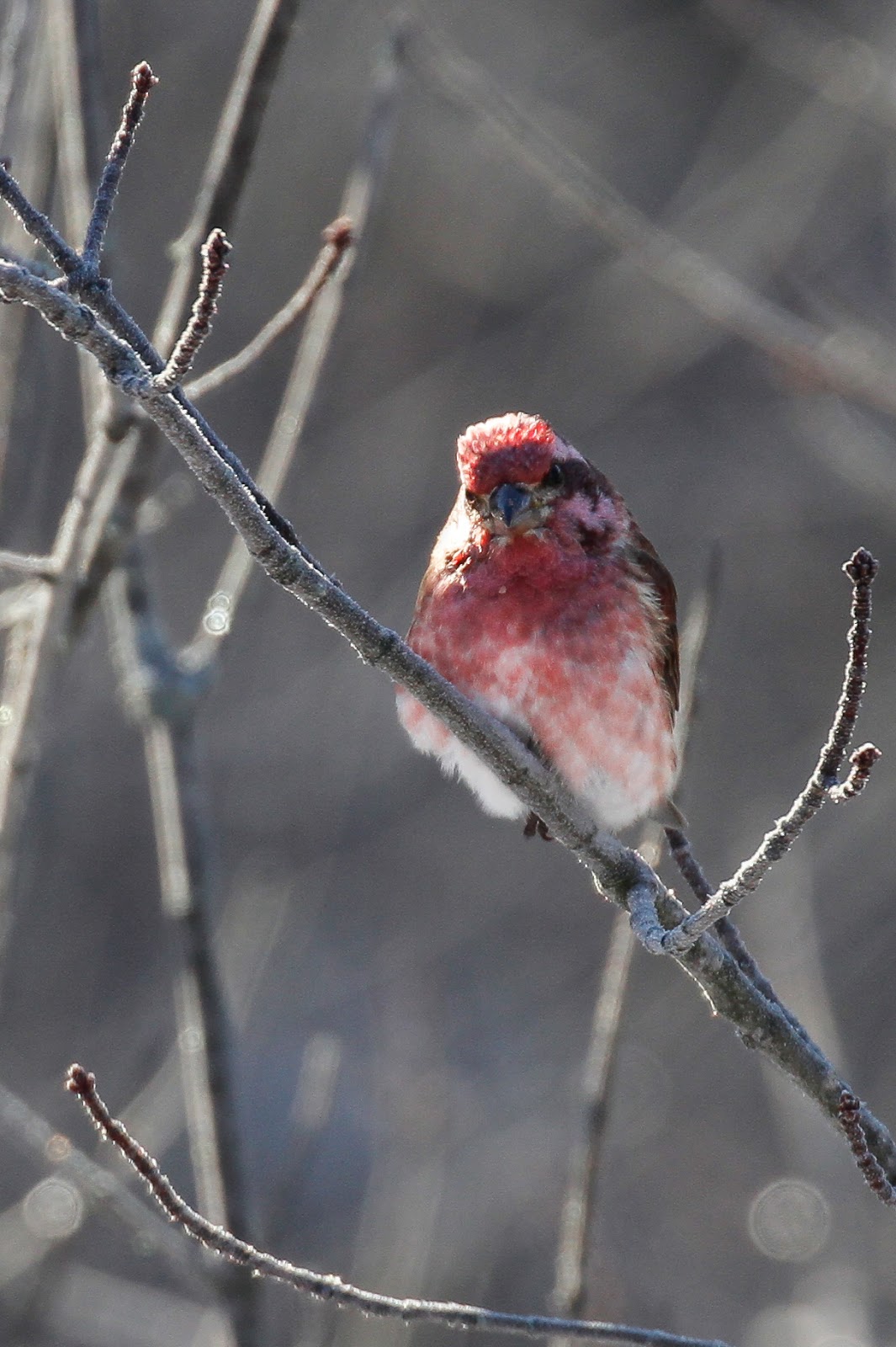 Philly Bird Nerd : 2017