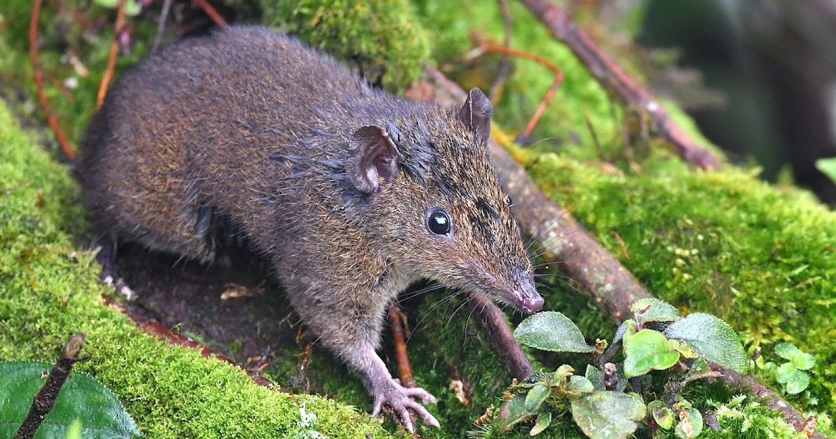 The Life Journey in Photography: Gymnure [Jungle Rat] and Squirrel ...