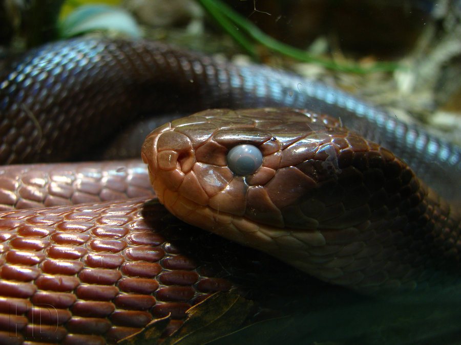 Our Beautiful World: Beautiful red snakes