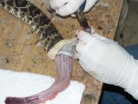 Benefits of Snake Meat For Skin and Health - benefitsit