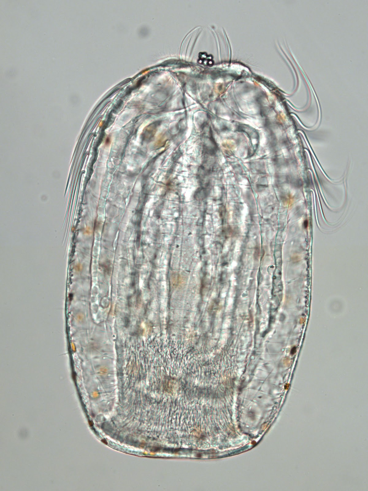 Invertebrate Embryology: Development of the ctenophore Beroe