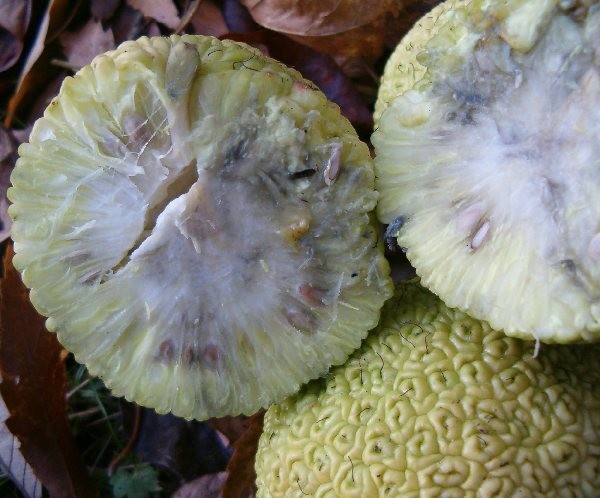 CH´USAY: Naranjo de los Osage ((Maclura pomifera)