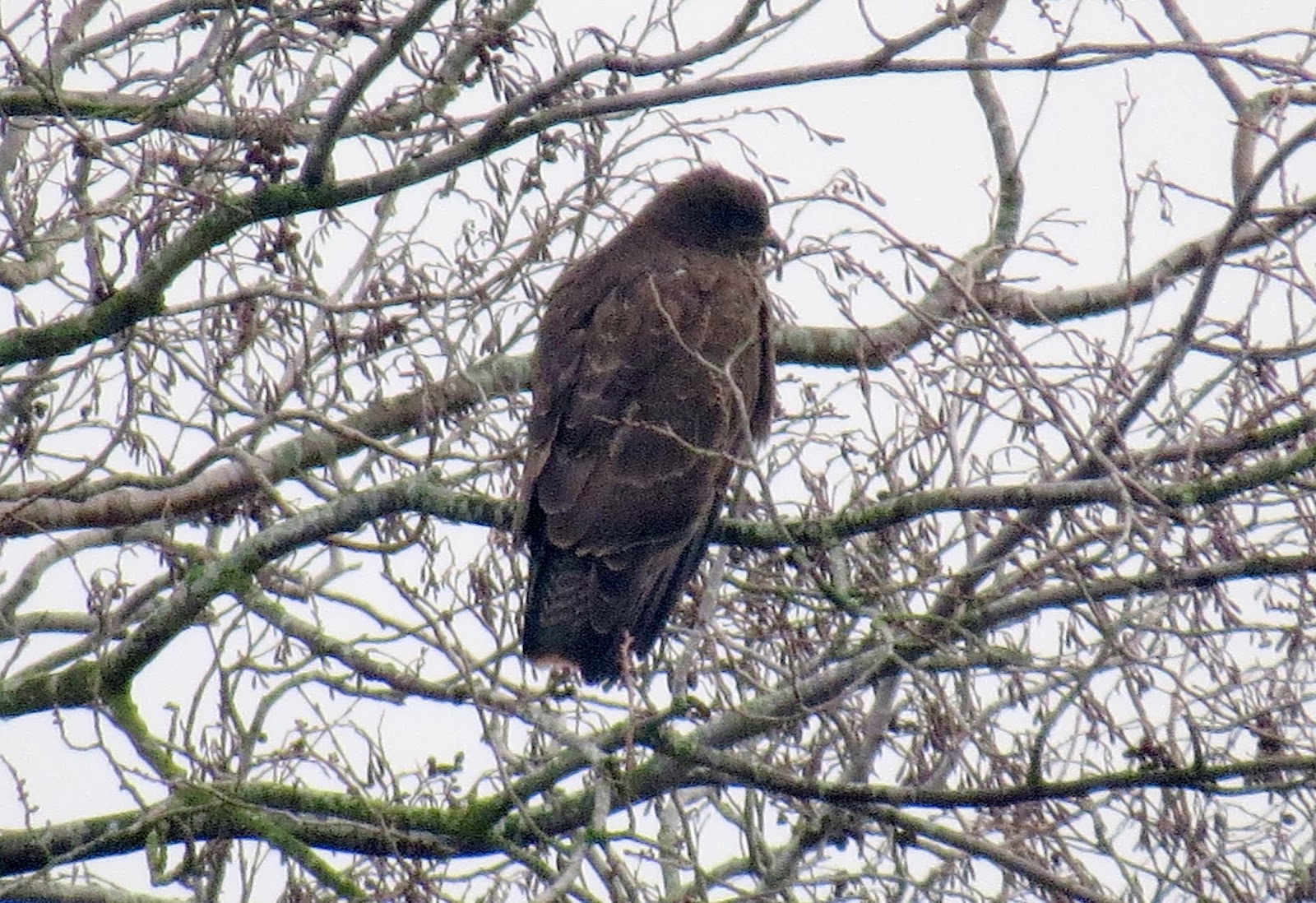 SKÅDA! Fågel, natur, kultur på Österlen: Toppskott!