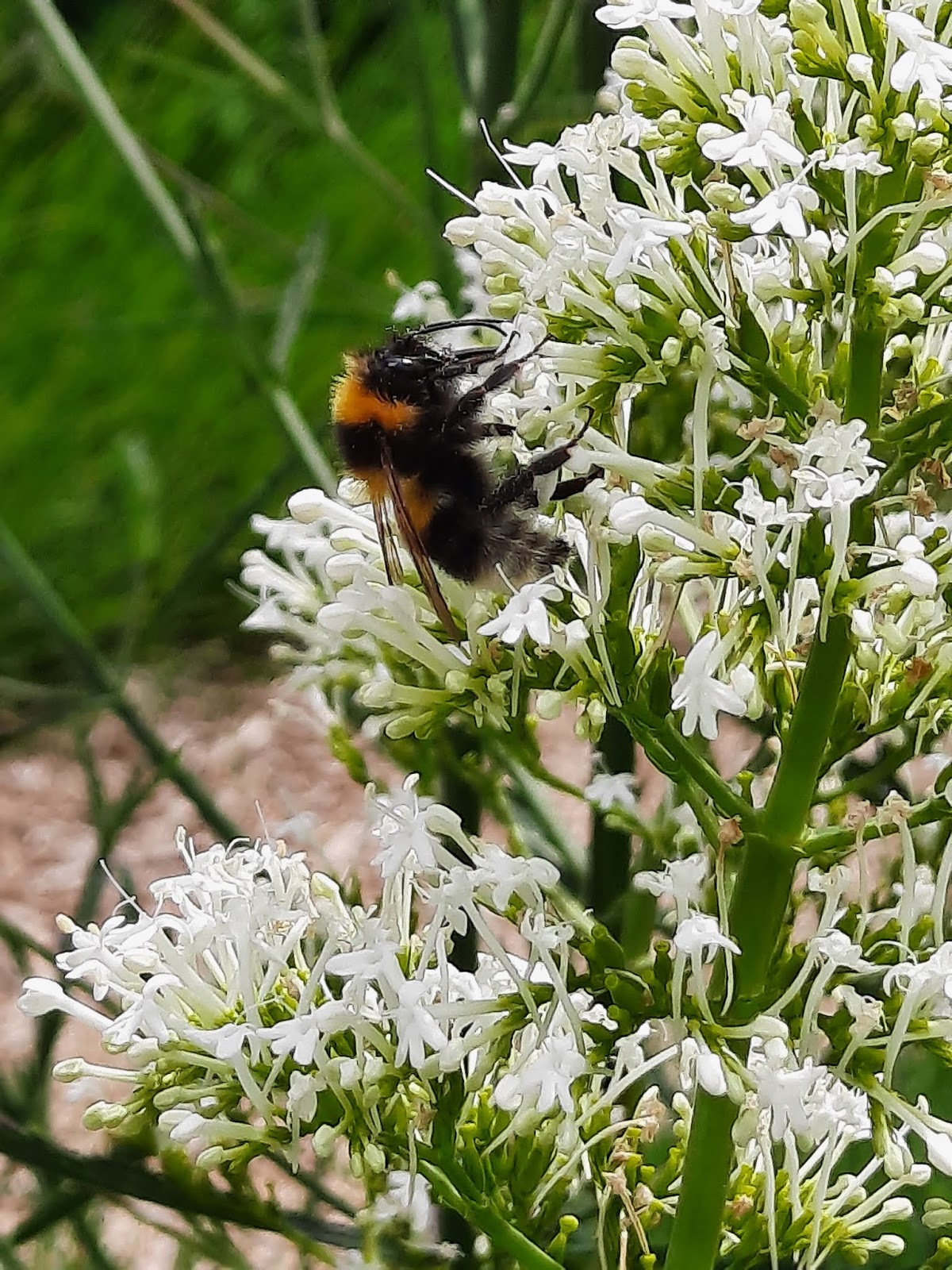 CDN NATUUR FOTOGRAFIE: NATUUR IN ONZE TUIN
