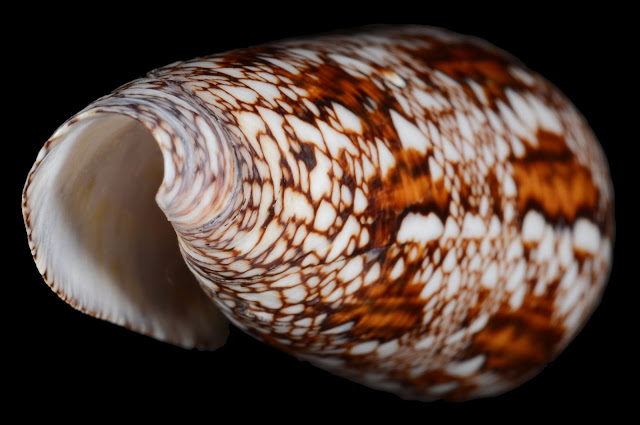 Dr. Lee's Gallery Museum: Conus bengalensis 123.2mm (Long and dark) 孟加拉芋螺