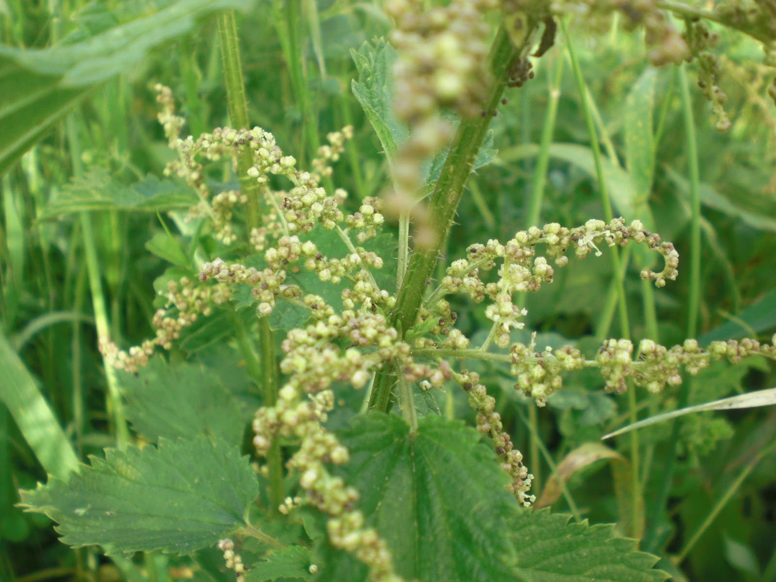 Perfumes y luces de Extremadura: Ortiga mayor. Urtica dioica.