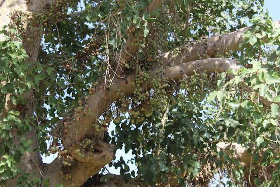 ESSENCE OF ROCK : A Famous Sycamore Tree
