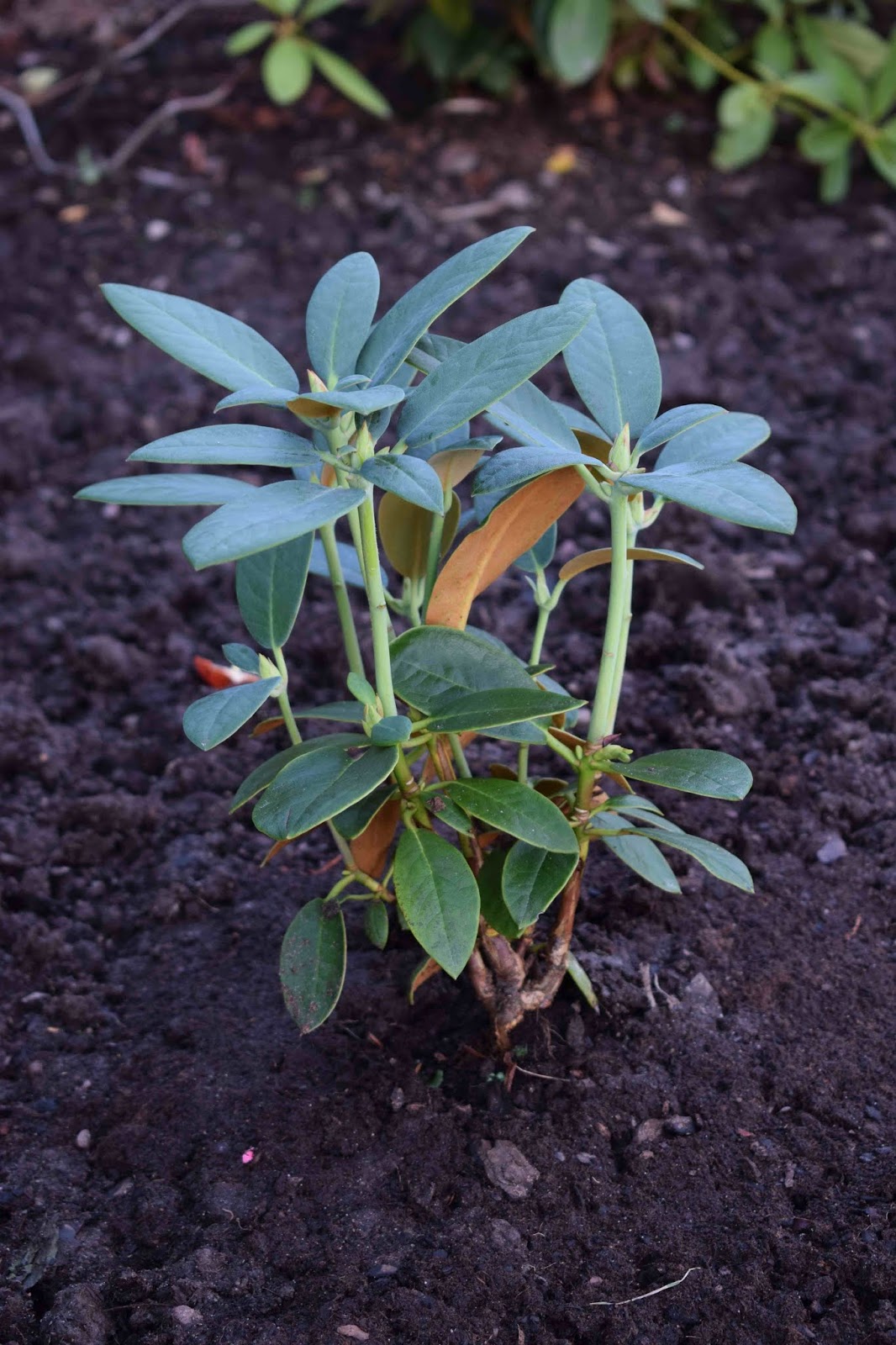 Rickardssons Rosor & Rabarber: Rhododendron i våra hjärtan och i vår ...