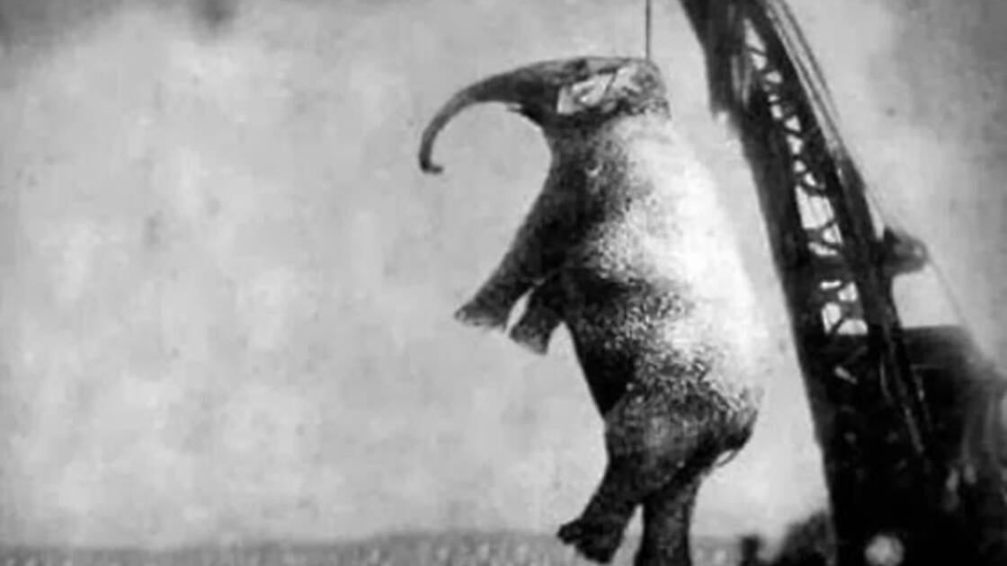 Mary: L'éléphant pendu à Erwin - MESMAR