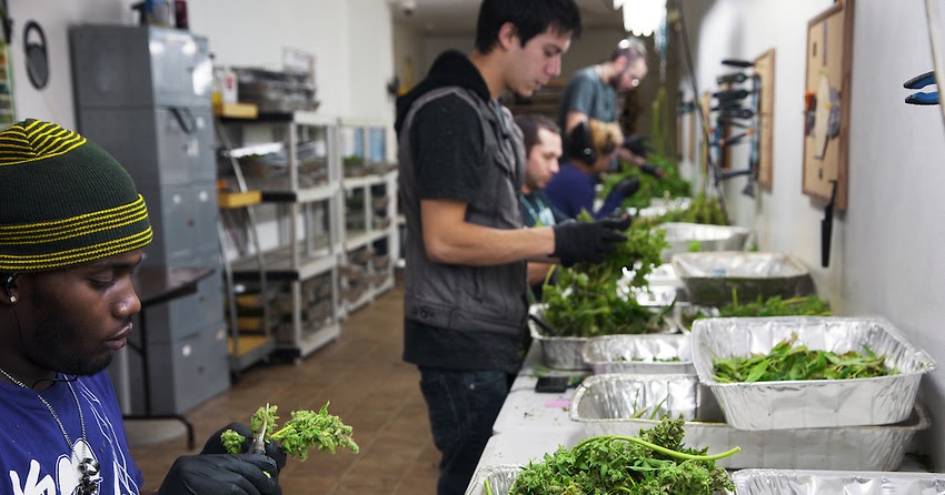 California Marijuana College - how to start a weed delivery: California ...