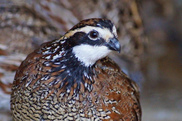 Criar codornices en jardines