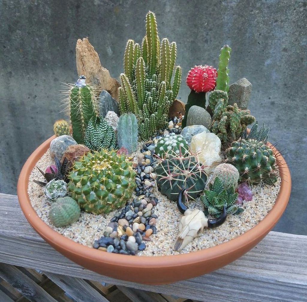 48 Cute Small Cactus Ideas To Maximize Your Interior Design | ARA HOME