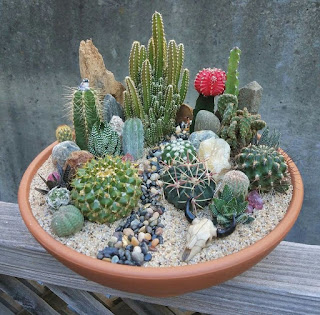 48 Cute Small Cactus Ideas To Maximize Your Interior Design | ARA HOME