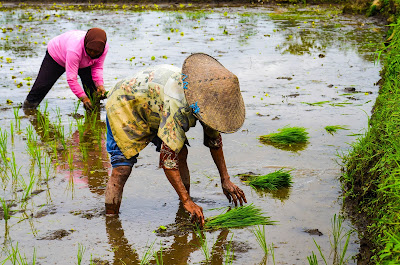 La Riziculture se met en mode Climato-intelligente dans la Vallée du ...