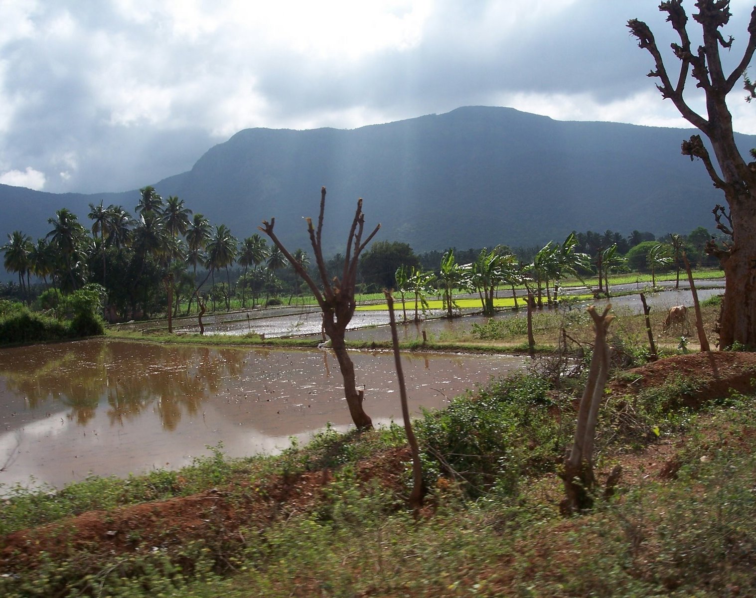 Tamilnadu Tourism: Kolli Hills