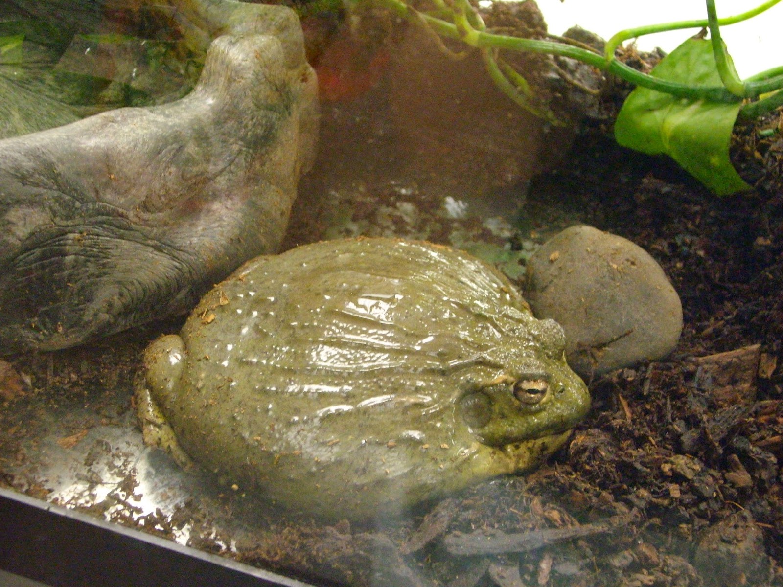 ZooZooReview: Best 100 Animals We Have Seen In Zoos (90-81)