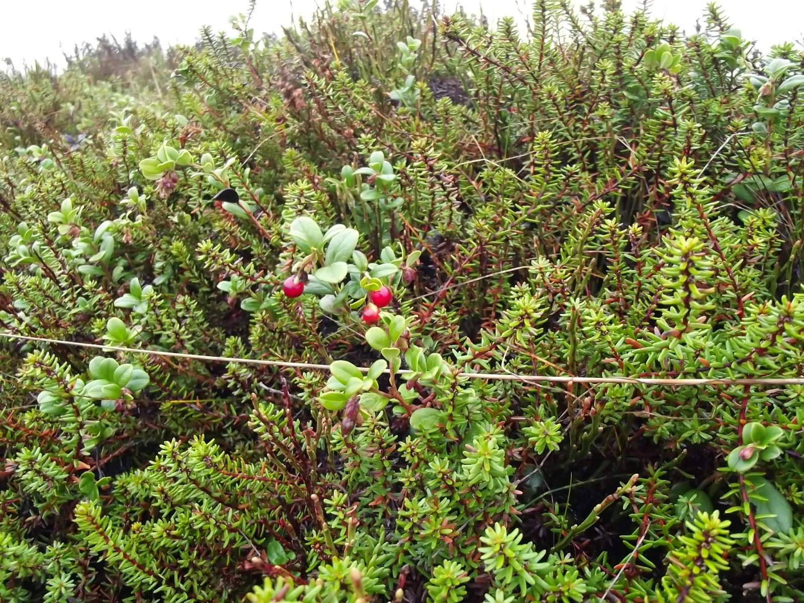 Churnet Valley Wildlife : November 2014
