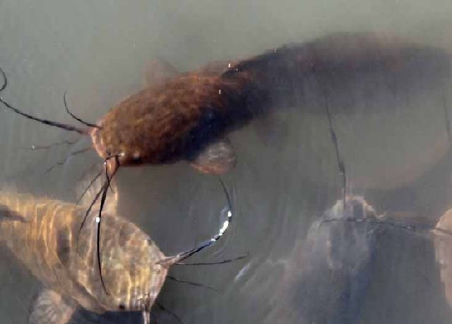 Umpan Jitu Mancing Ikan Lele Harian Paling Ampuh Sekarang Ini