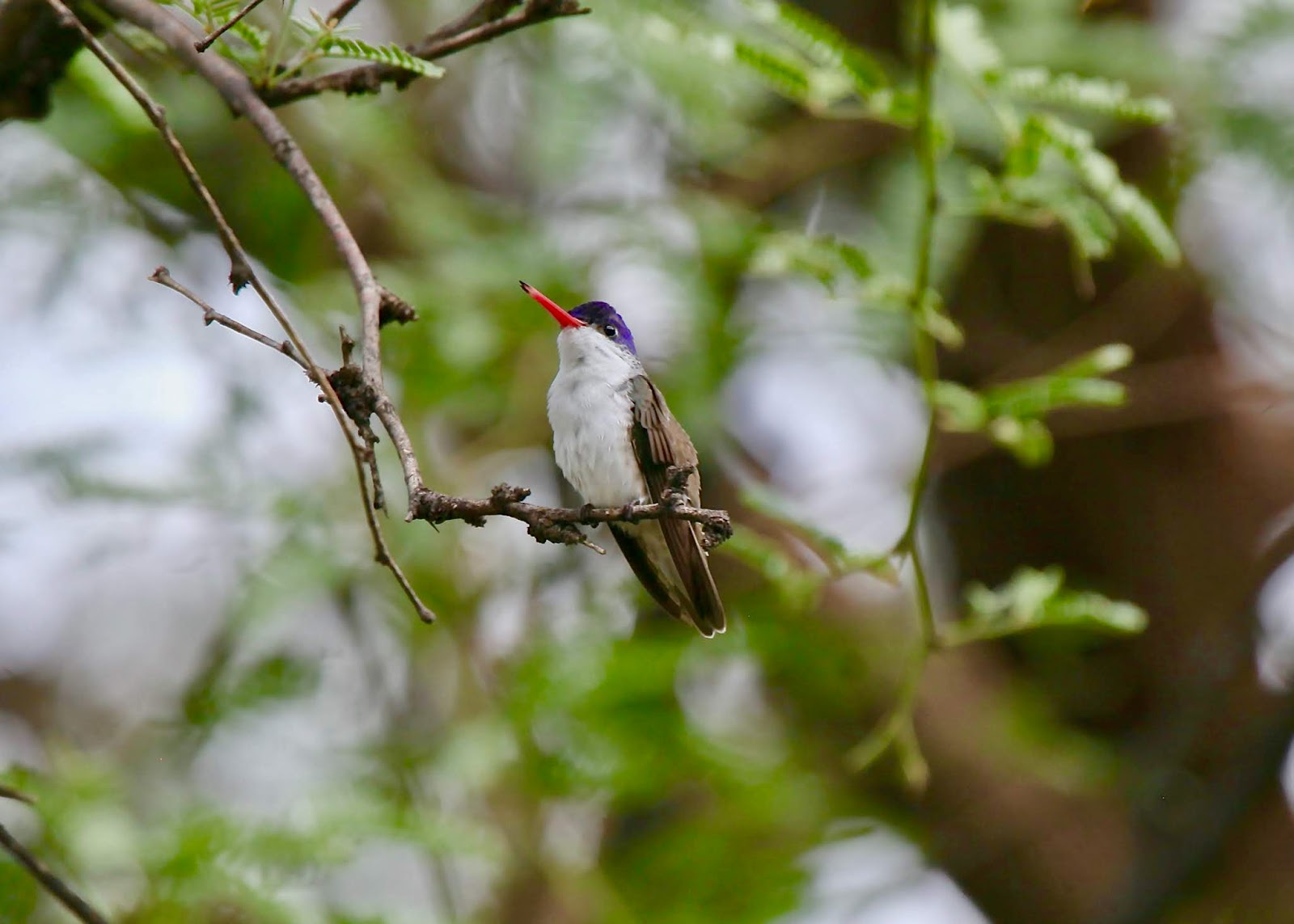 The Azure Gate: Hummingbirds of Arizona: Violet-crowned Hummingbird