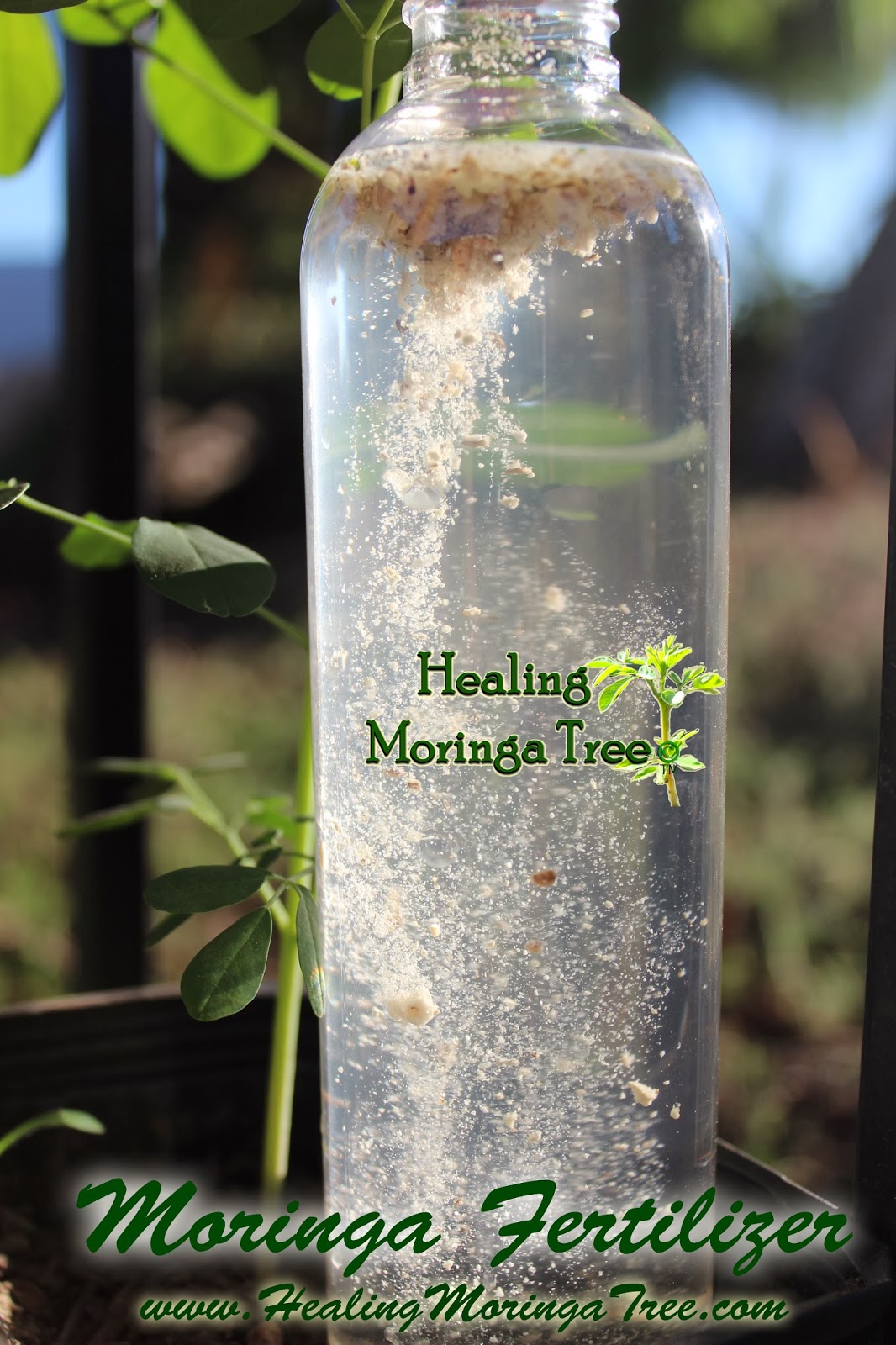 Healing Moringa Tree: Organic Moringa Plant Fertilizer!