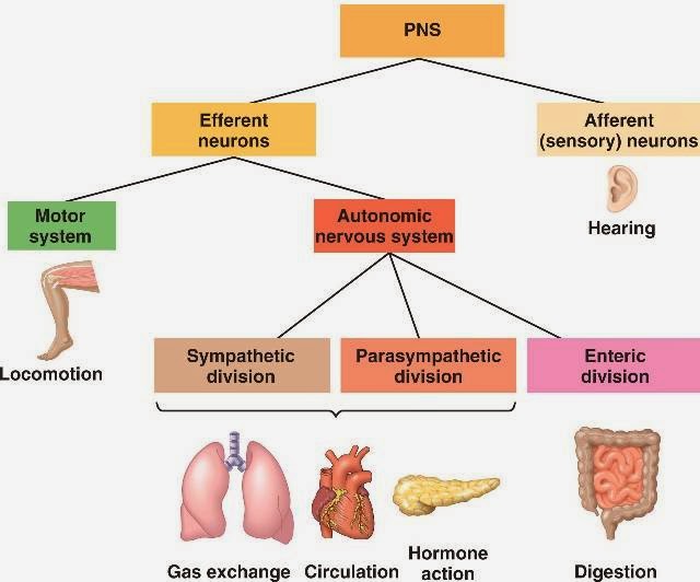 Effector organs of the somatic nervous system are - innowest