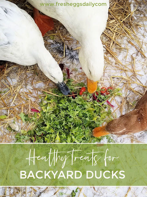 Healthy Treats for Backyard Ducks - Fresh Eggs Daily® with Lisa Steele