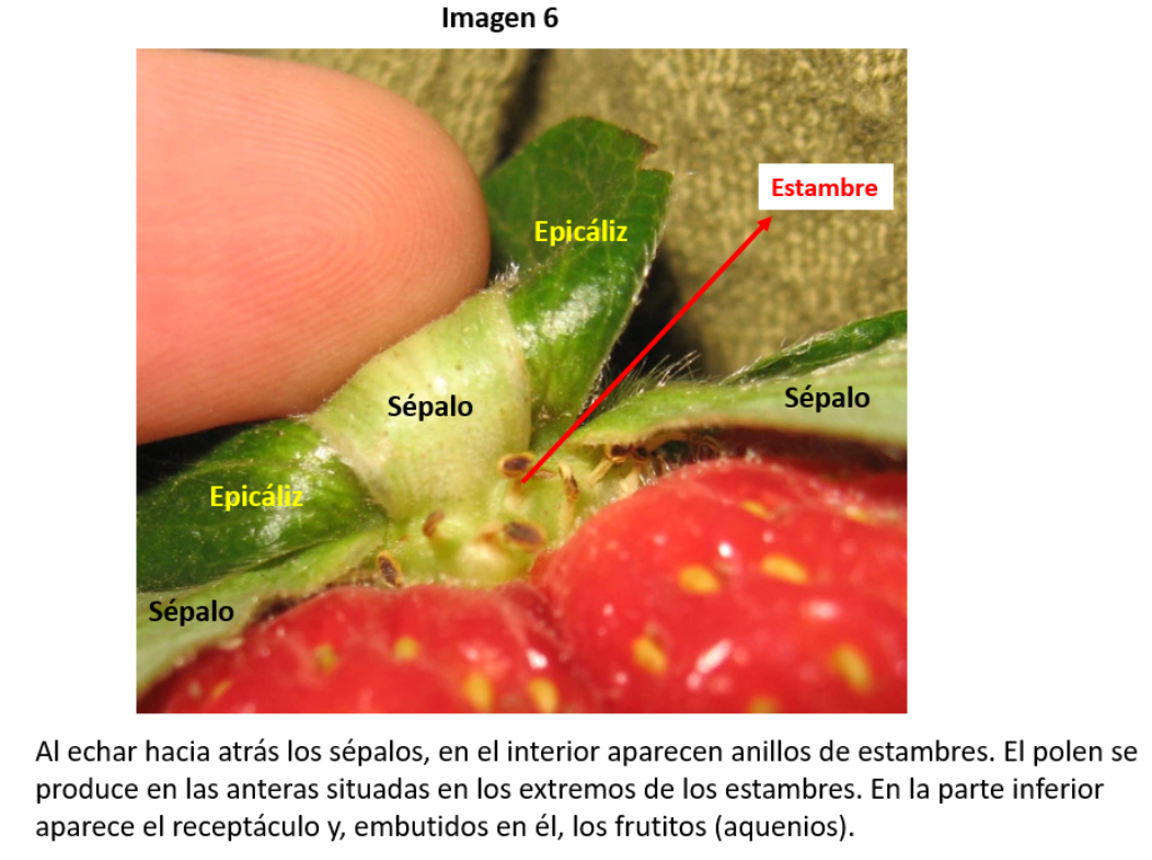 Sobre esto y aquello: Fresas: decenas de frutos en una fruta