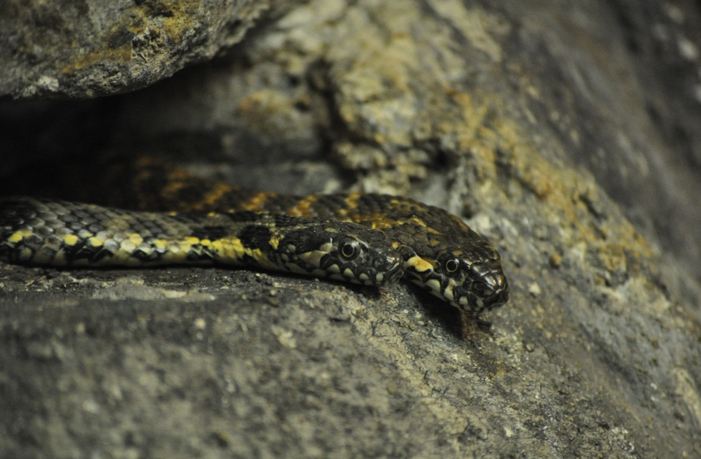 ZOOTOGRAFIANDO (6.096 ANIMALS): CULEBRA VIPERINA / VIPERINE WATER SNAKE ...