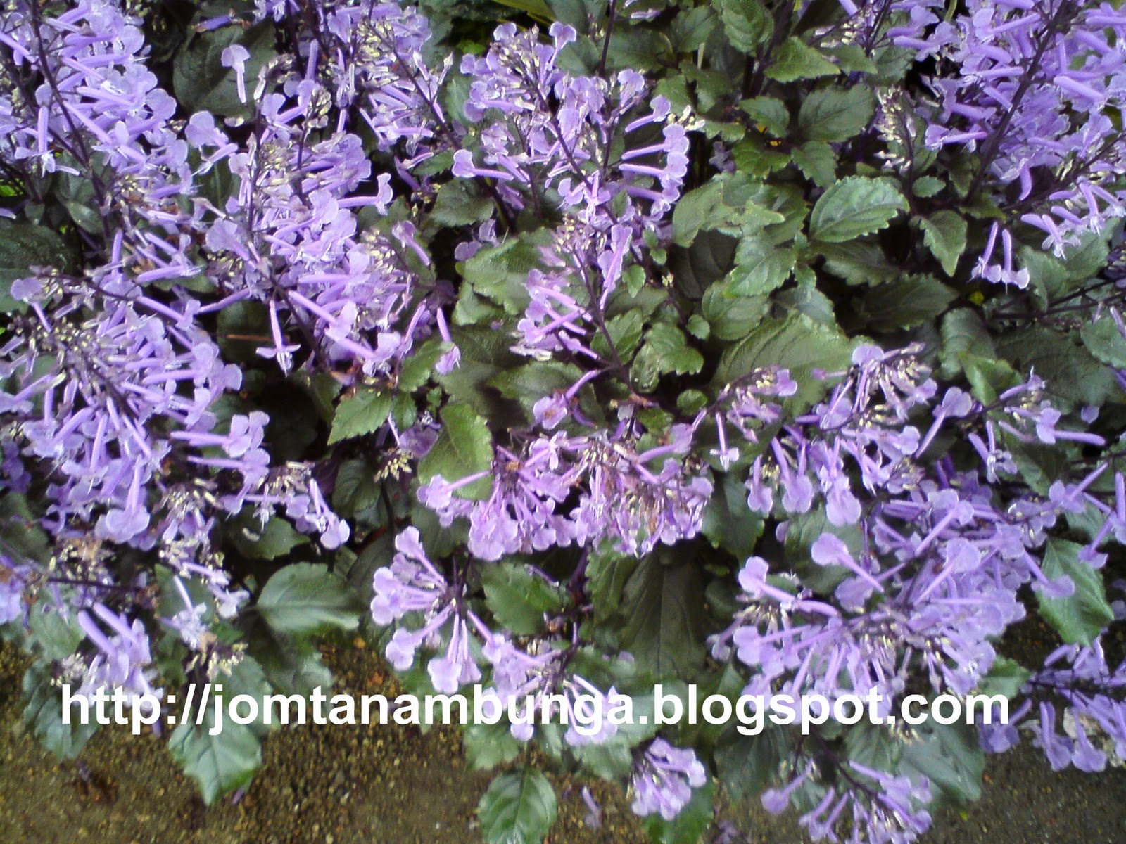 Jom Tanam Bunga: Album Bunga