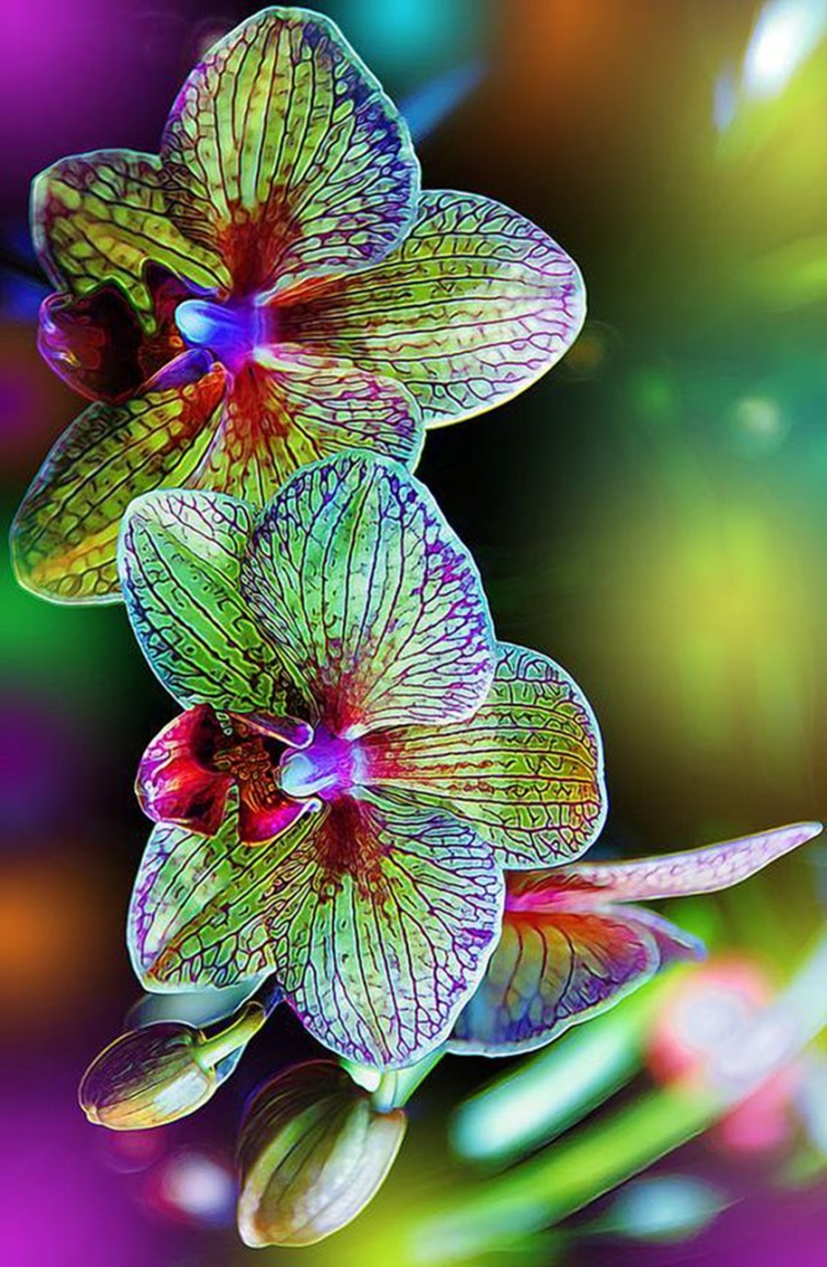 McPepo: Orquidea