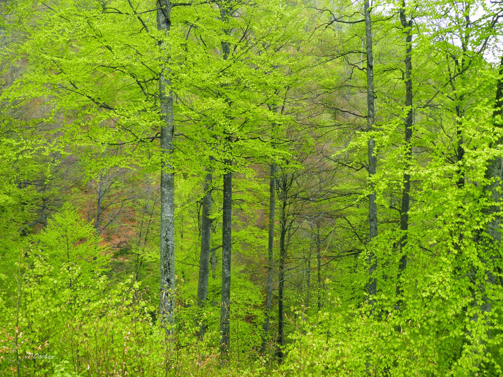 PASARI DIN ROMANIA: ULIU PORUMBAR (ULIUL GAINILOR), Accipiter gentilis