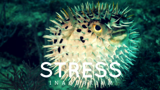 Aquarium Fish Index: Stress in aquarium.