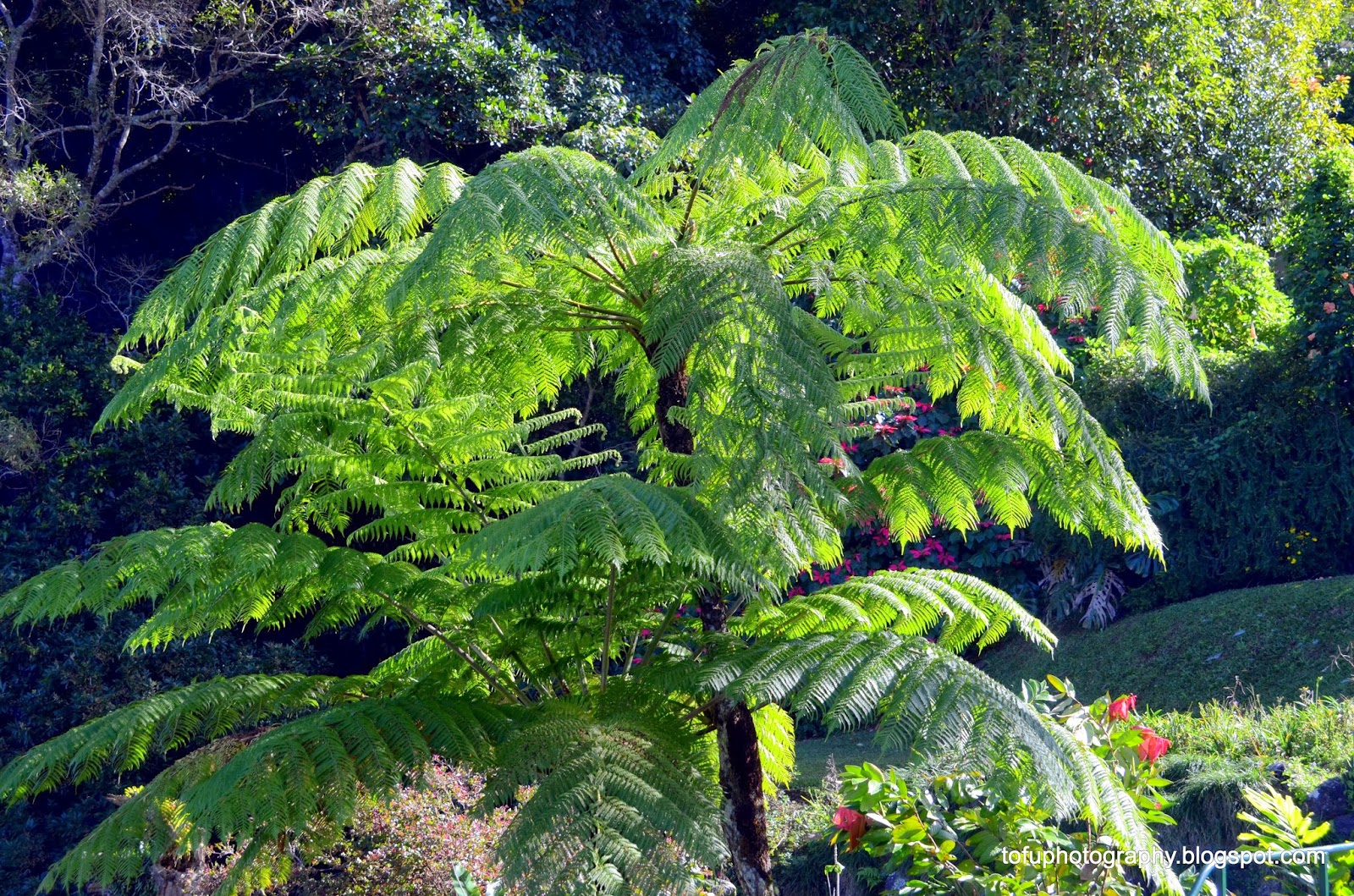 Tofu Photography: Beautiful tree fern