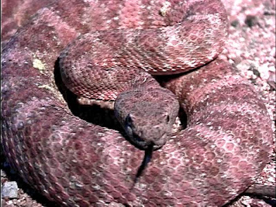 Nature's Extremes: The Grand Canyon: From Pink Snakes to See-Through ...