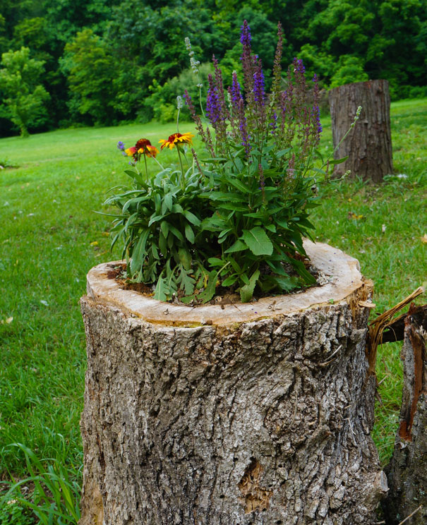 Two Men and a Little Farm: TREE STUMP PLANTINGS, INSPIRATION THURSDAY