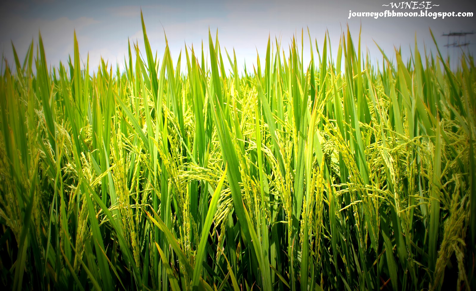 Journey.......: ~ Sekinchan Paddy field - 01/05/2012