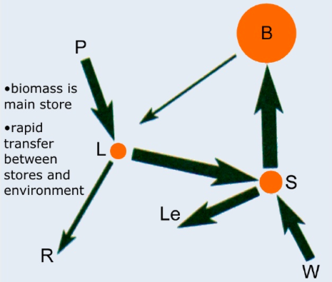 A2 Geography revision: Ecosystems - Tropical Rainforest