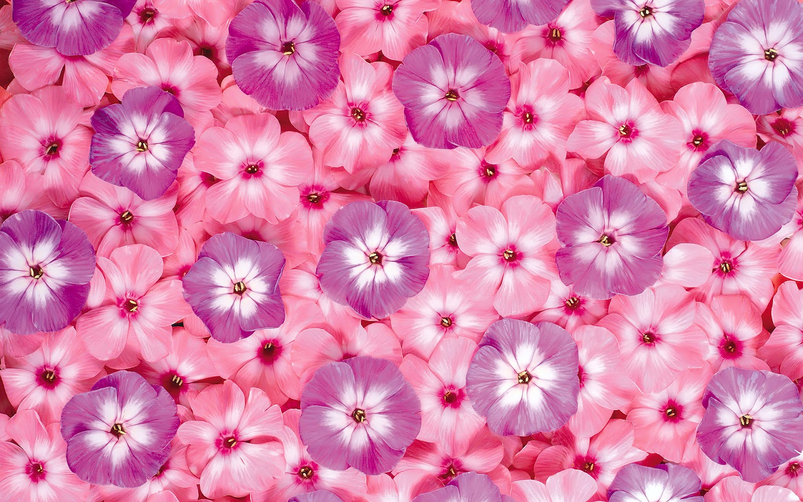 Flower Background Wallpaper - Wallpapers for Desktop