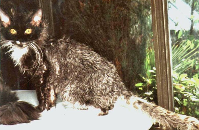 What is a Maine Wave?