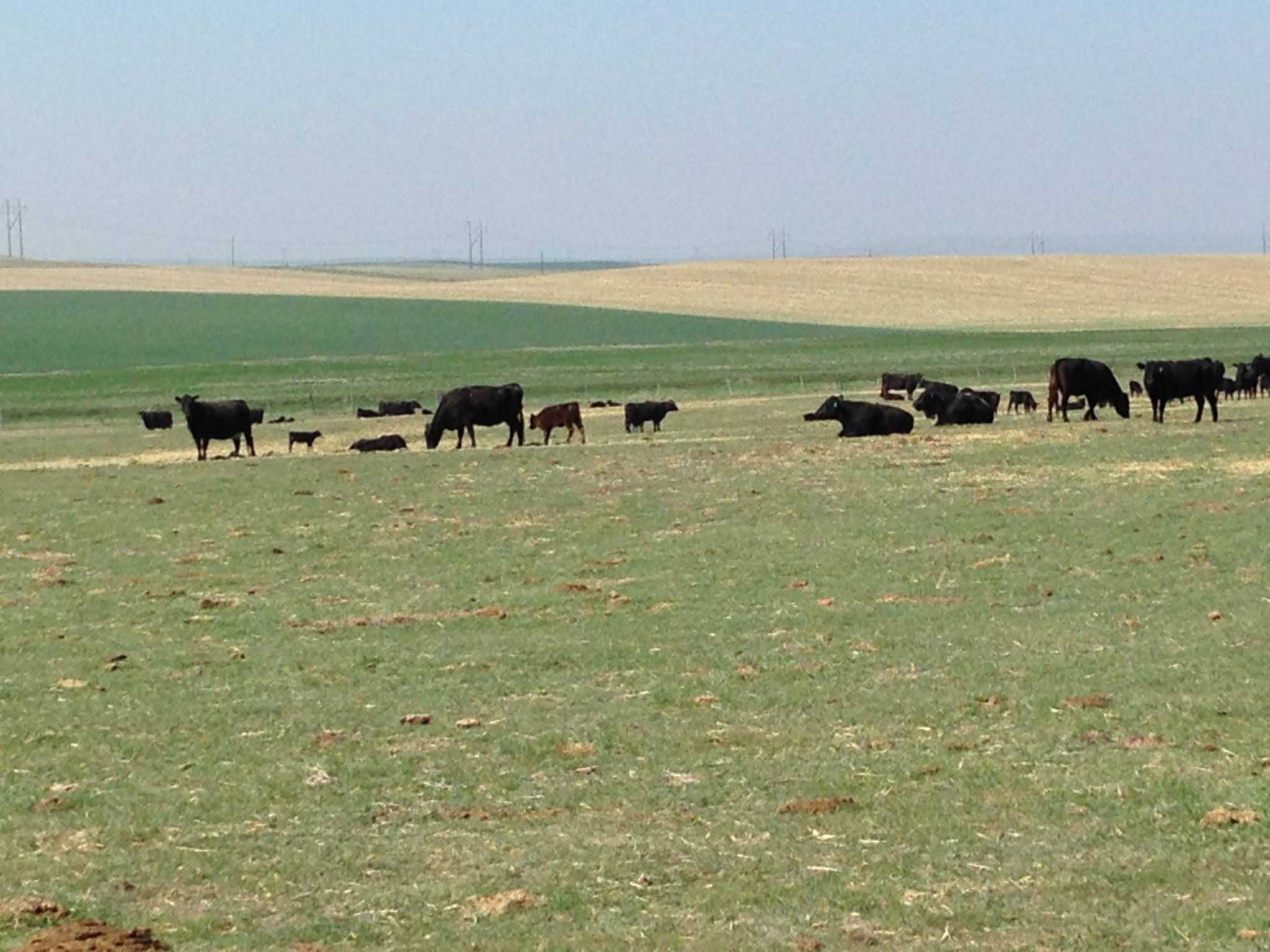 Garden with Betty Cahill: Fourth of July Memories